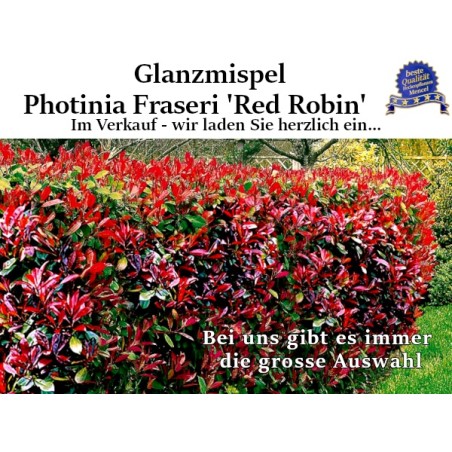Rote Glanzmispel 'Red Robin', Photinia ×fraseri 'Red Robin'.
