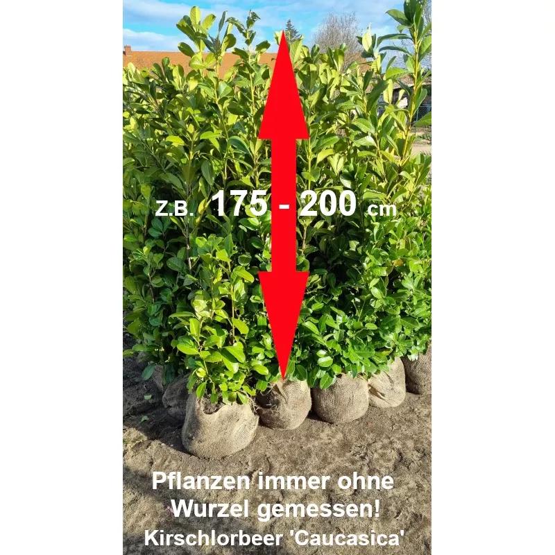 Kirschlorbeer, Lorbeerkirsche Prunus Laurocerasus 'Caucasica'.